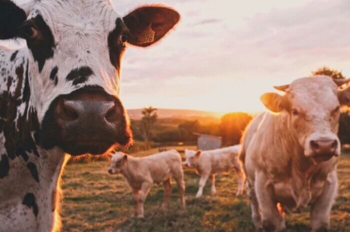 So This One Time, When I Shot a Cow... - Samaritan's Heart Mission Church